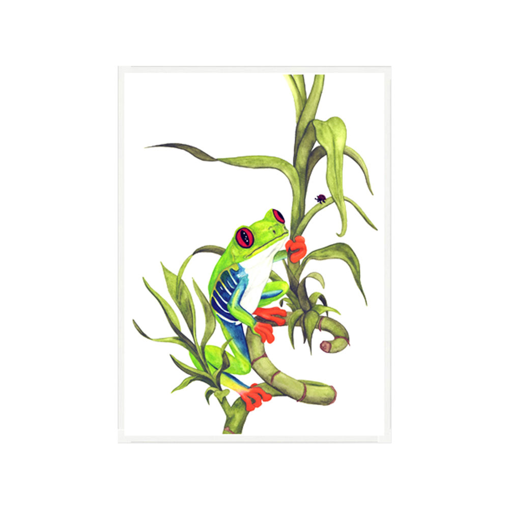 Archie the Red-Eyed Green Tree Frog Fine Art | FRAMED White Boxed Frame ...