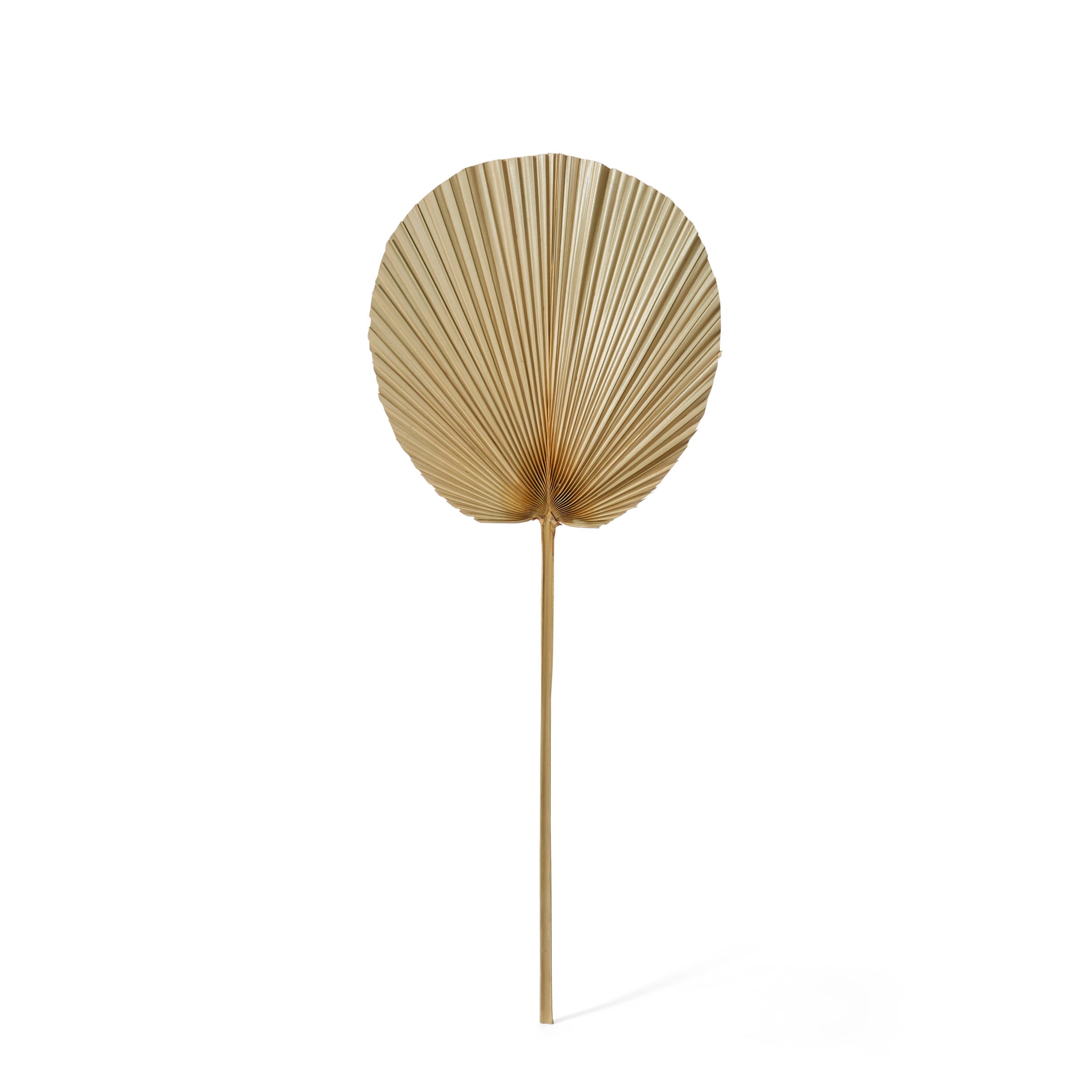 Dried Fan Palm Stem Natural - 73cm by James Lane - Style Sourcebook