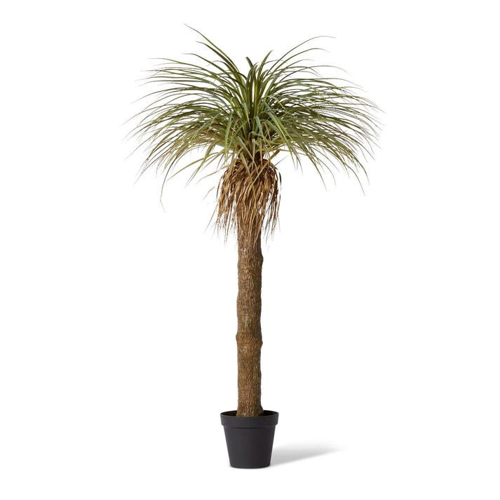 Yucca Grass Tree - 110 x 110 x 183cm by Elme Living - Style Sourcebook