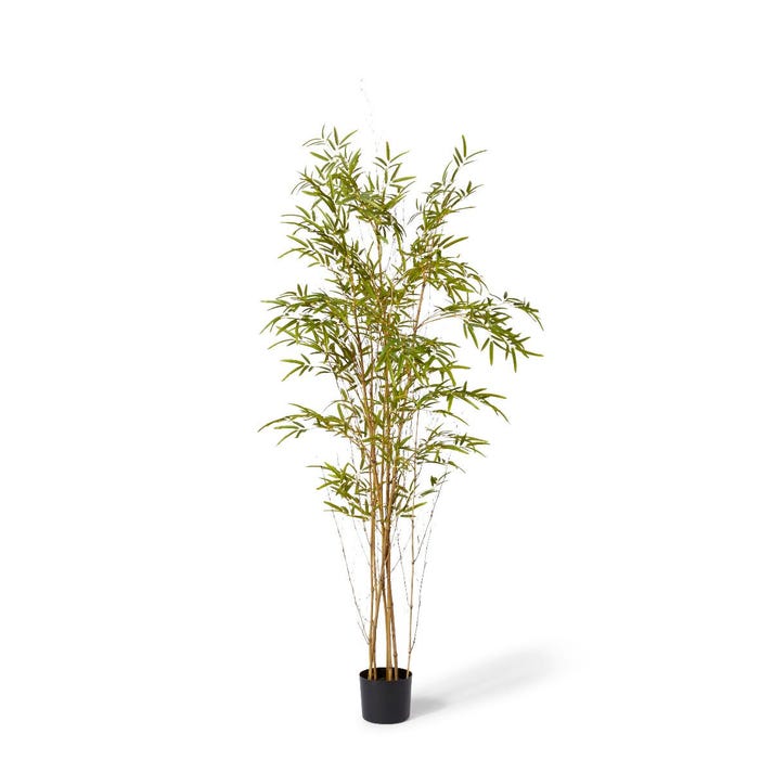 Bamboo Guadua Tree - 90 x 90 x 180cm by null - Style Sourcebook