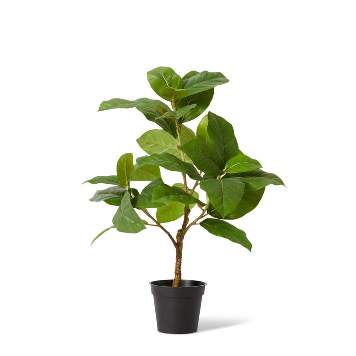 Ficus Elastica Potted - 30 x 30 x 40cm by Elme Living - Style Sourcebook