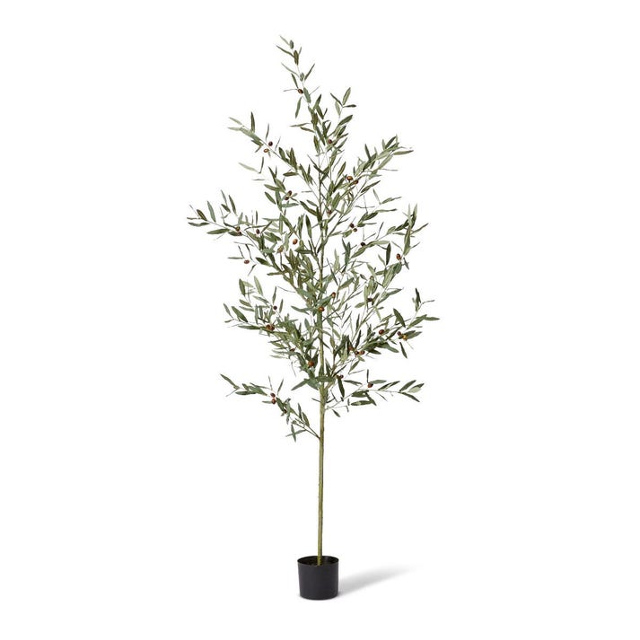 Olive Tree - 75 x 75 x 200cm by null - Style Sourcebook